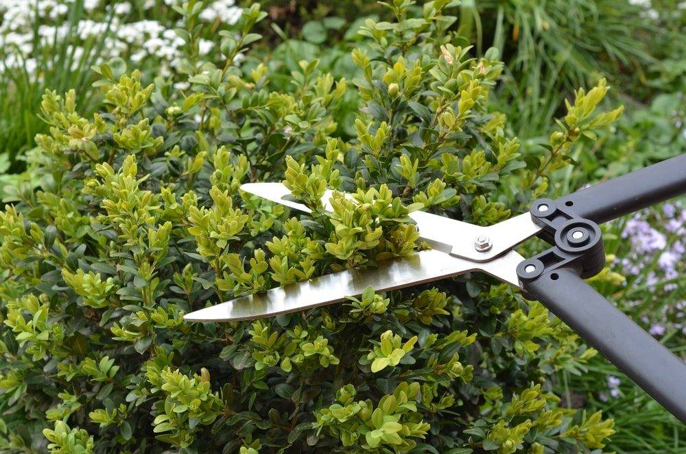 Shrub Pruning Nampa, ID | Organic Solutions