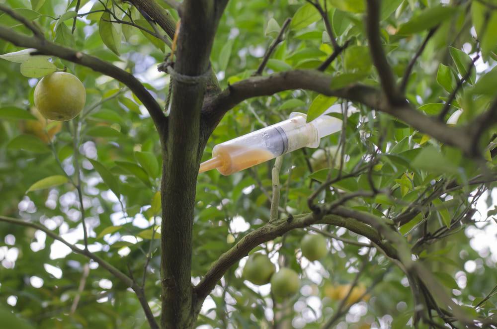 Systemic Tree Injections Nampa, ID | Organic Solutions